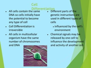 Cell determination and differentiation | PPTX