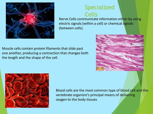 Cell determination and differentiation | PPTX