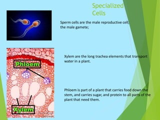 Cell determination and differentiation | PPTX