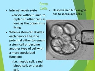 Cell determination and differentiation | PPTX