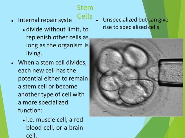 Cell determination and differentiation | PPTX