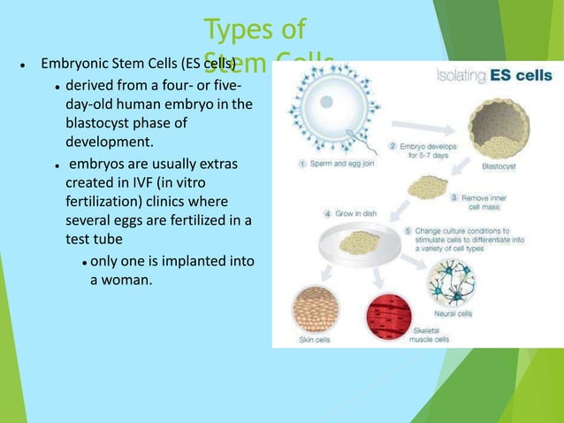 Cell determination and differentiation | PPTX