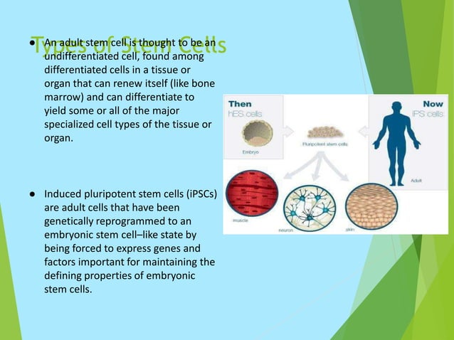 Cell determination and differentiation | PPTX
