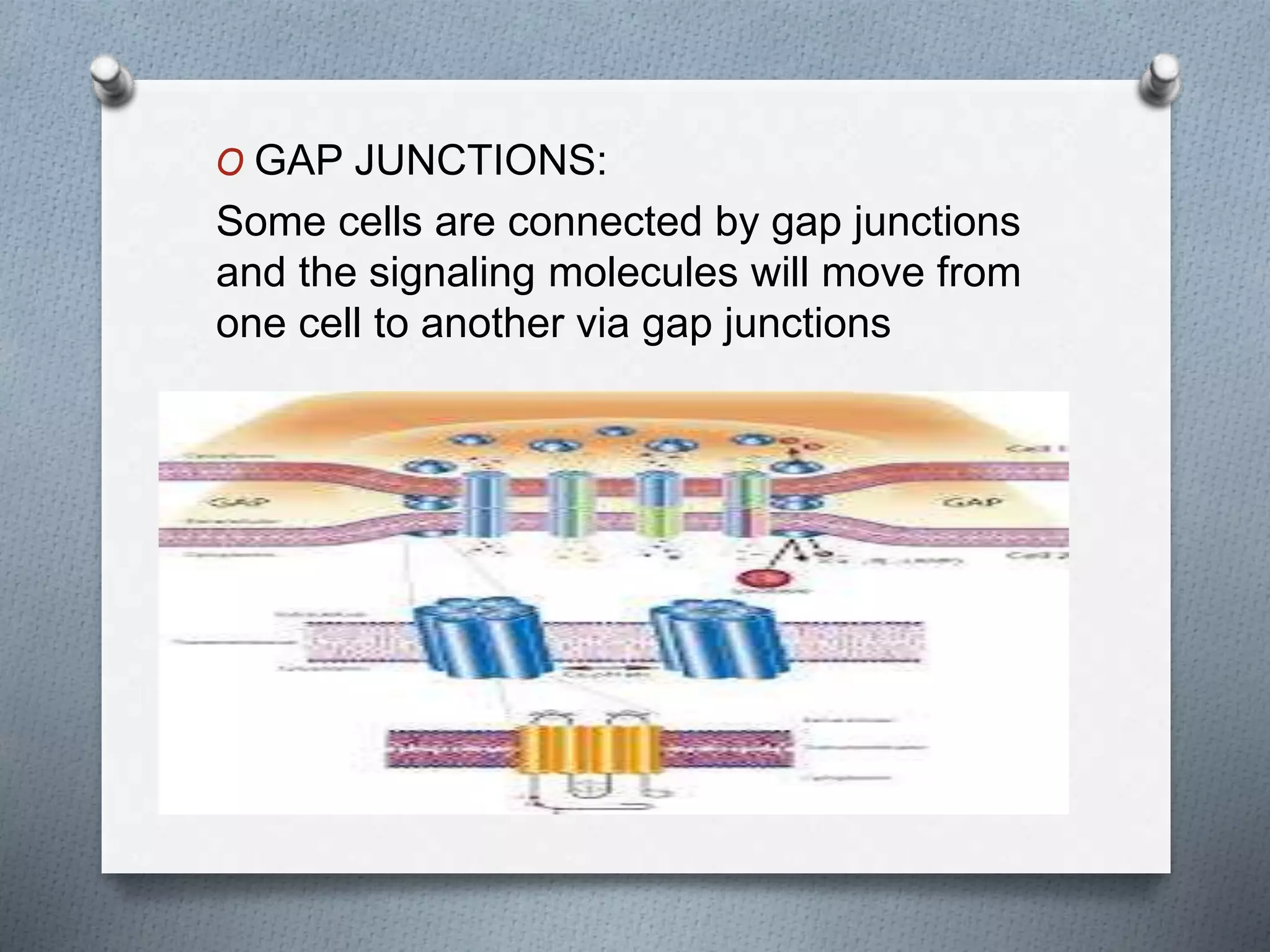 Cell determination and differentiation | PPTX