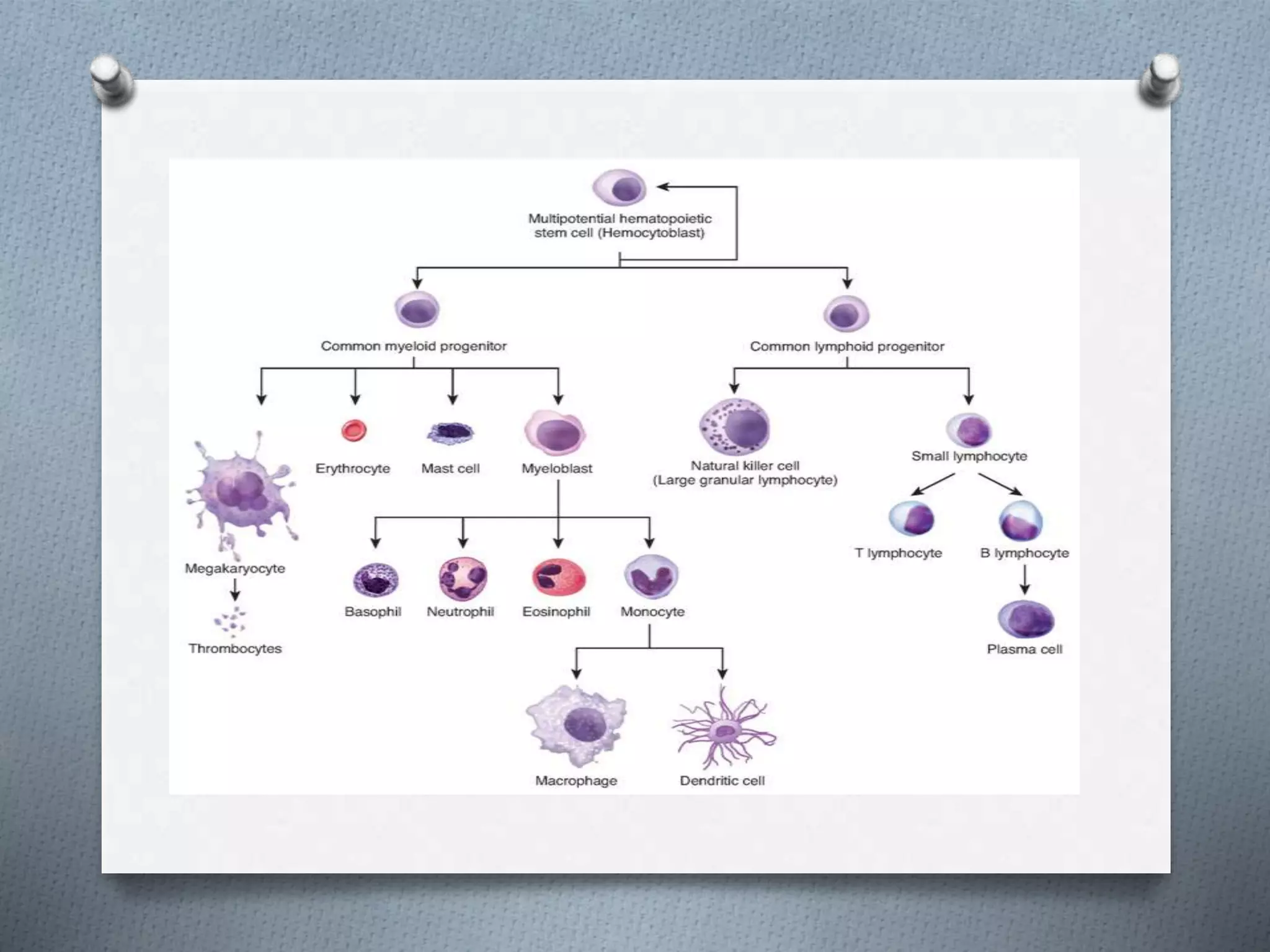 Cell determination and differentiation | PPTX