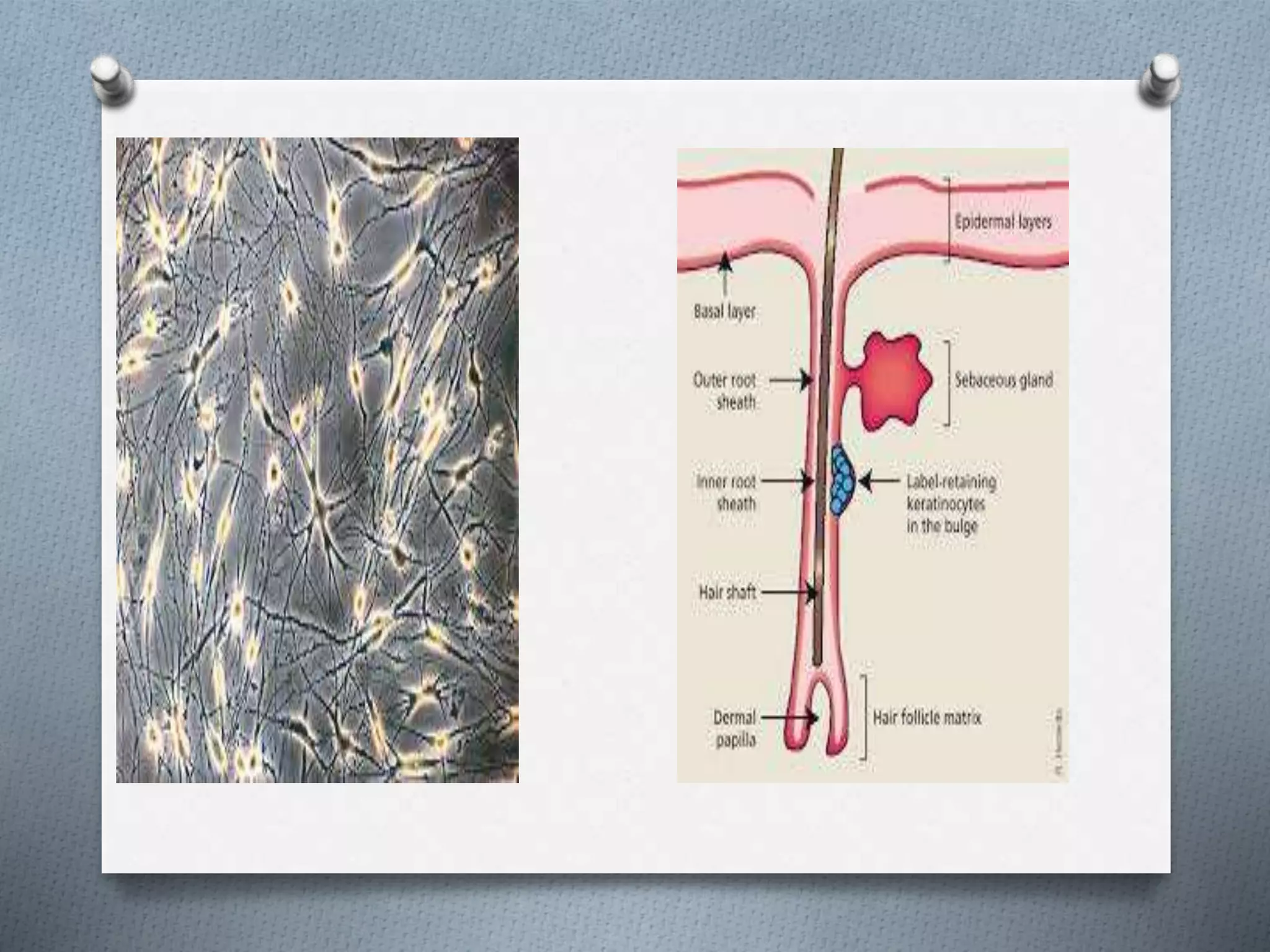 Cell determination and differentiation | PPTX