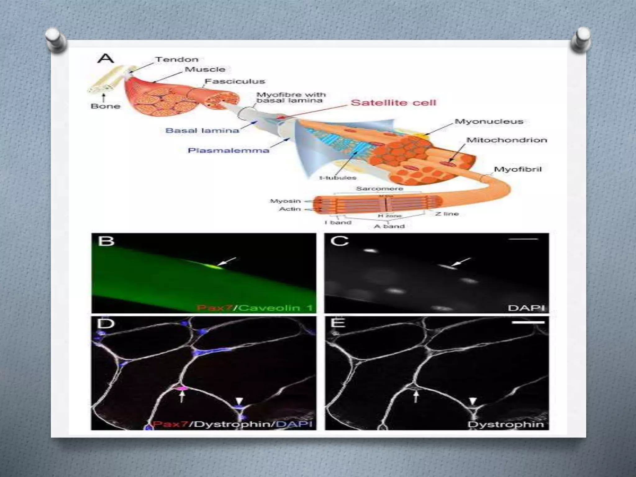 Cell determination and differentiation | PPTX