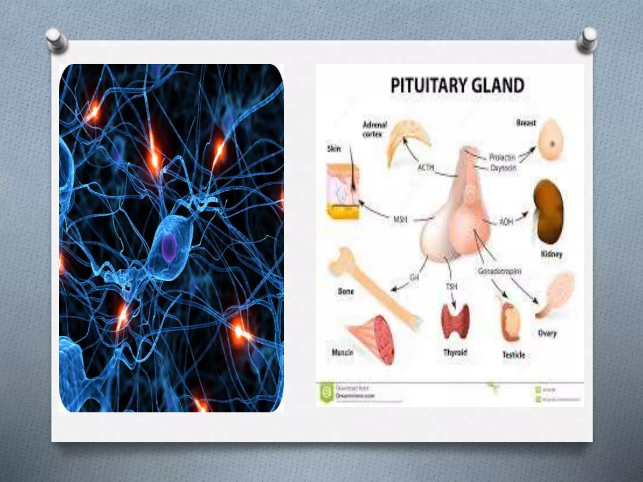 Cell determination and differentiation | PPTX