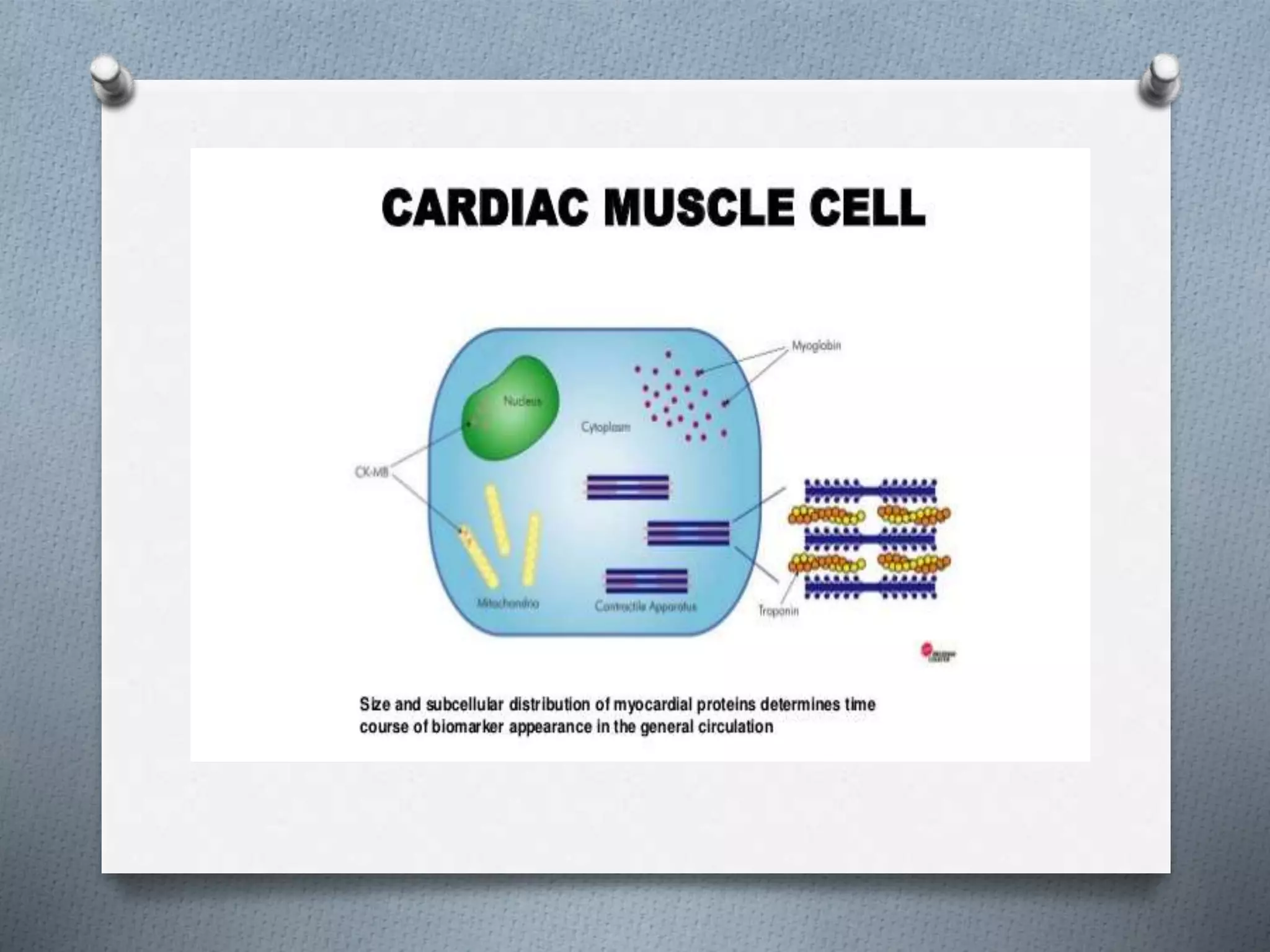 Cell determination and differentiation | PPTX