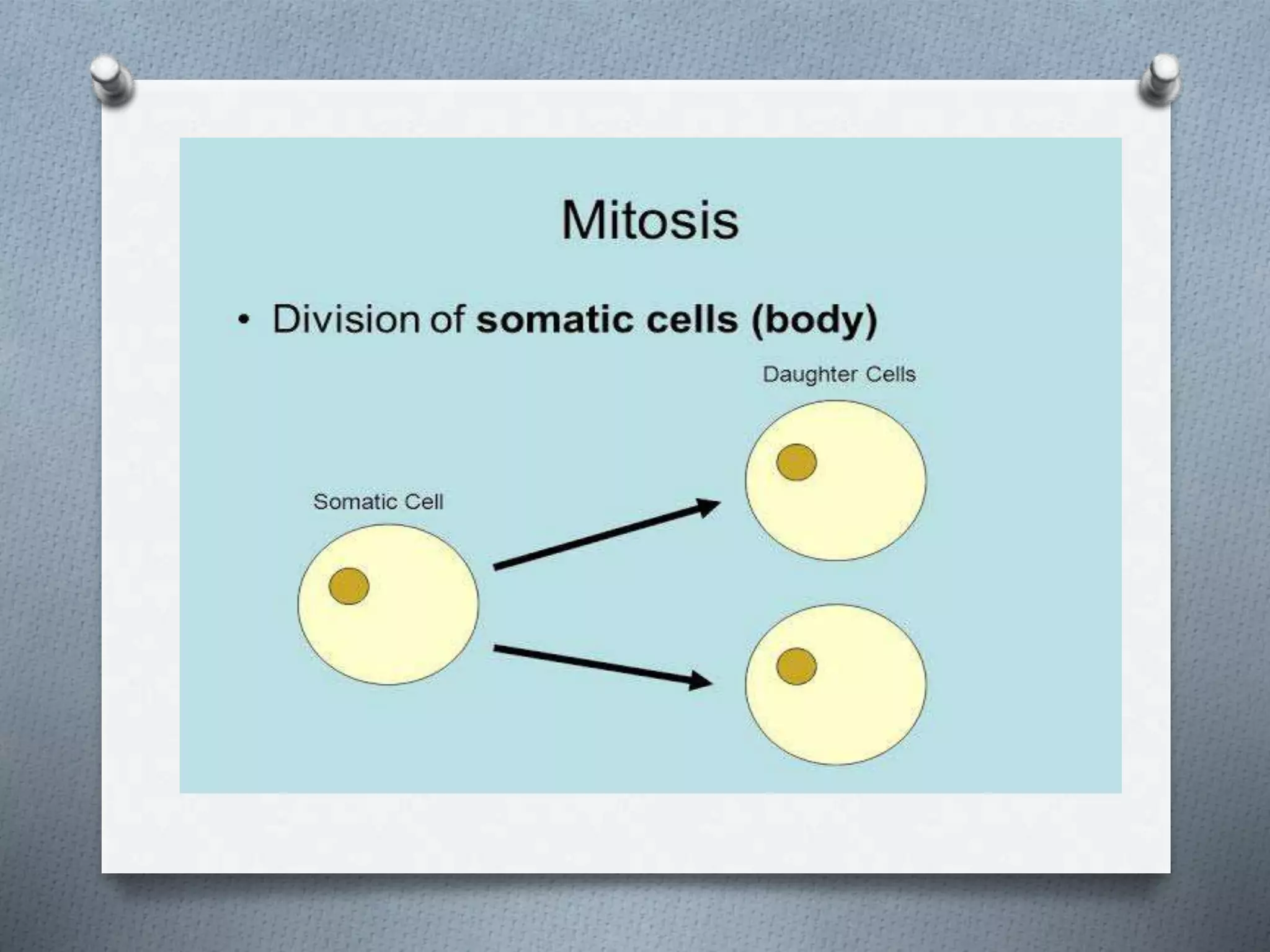 Cell determination and differentiation | PPTX