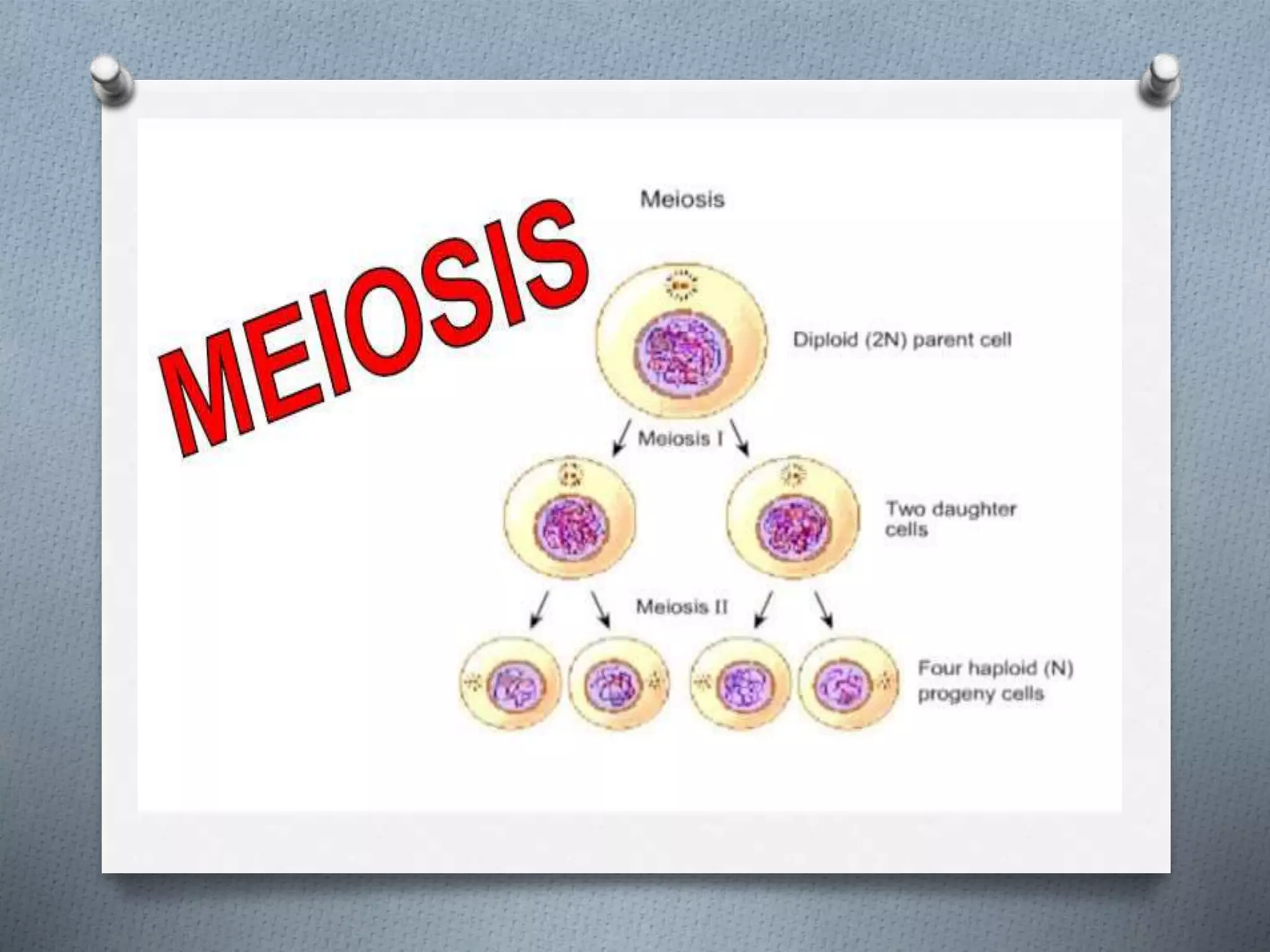 Cell determination and differentiation | PPTX
