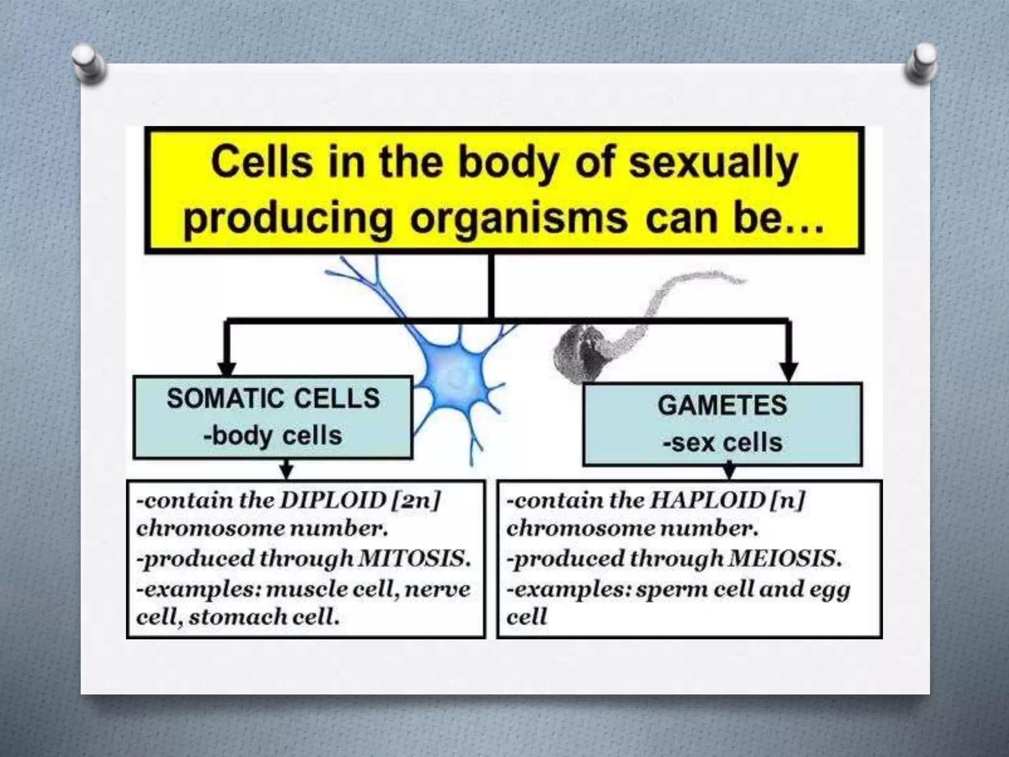 Cell determination and differentiation | PPTX