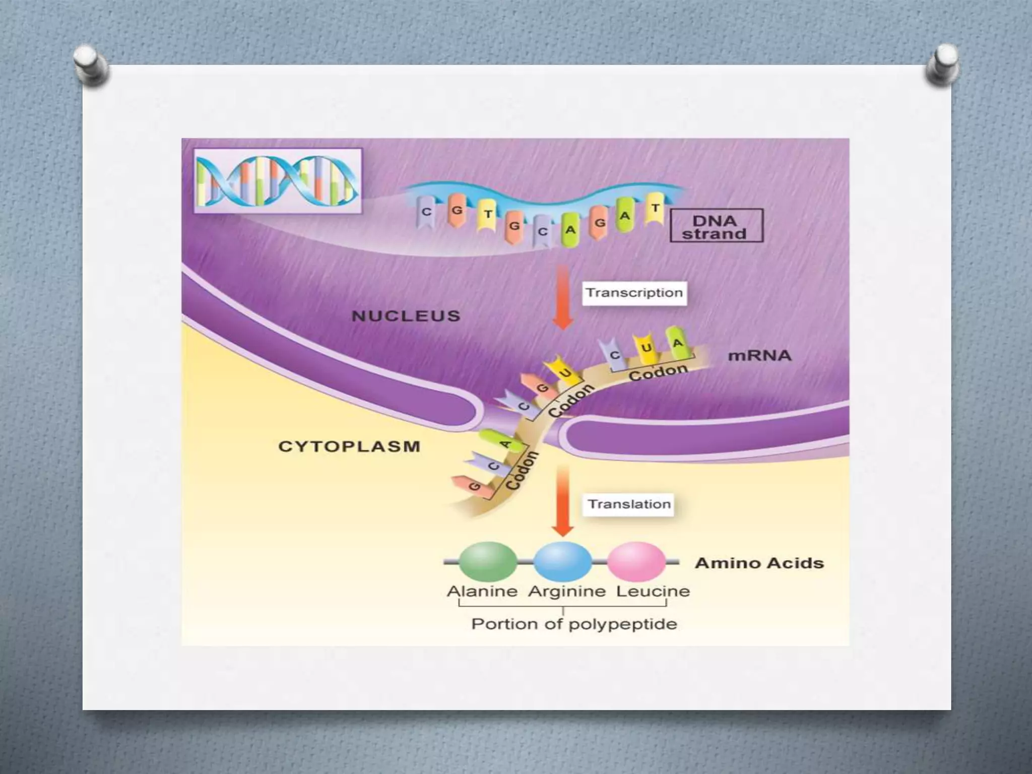 Cell determination and differentiation | PPTX