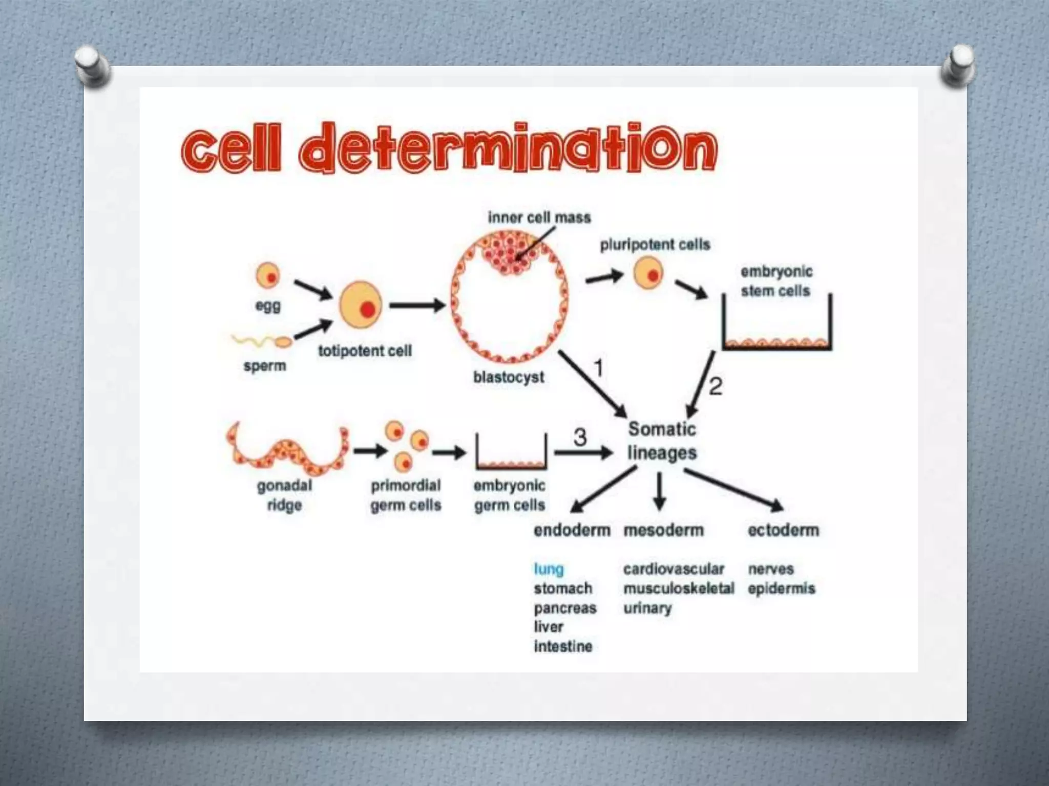 Cell determination and differentiation | PPTX