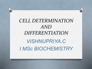Cell determination and differentiation | PPTX