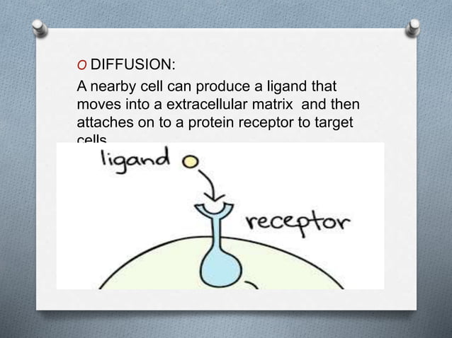Cell determination and differentiation | PPTX | Genetics | Science