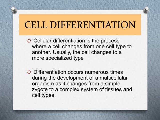 Cell determination and differentiation | PPTX | Genetics | Science