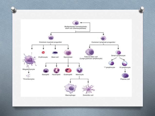 Cell determination and differentiation | PPTX | Genetics | Science