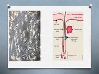 Cell determination and differentiation | PPTX
