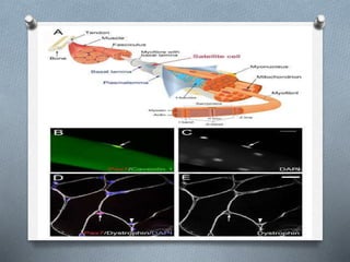 Cell determination and differentiation | PPTX