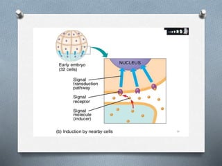 Cell determination and differentiation | PPTX