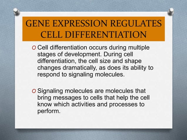 Cell determination and differentiation | PPTX | Genetics | Science