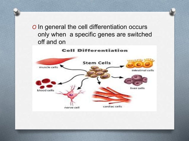 Cell determination and differentiation | PPTX | Genetics | Science