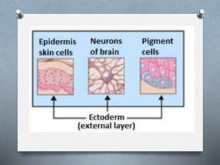 Cell determination and differentiation | PPTX