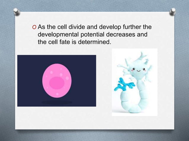 Cell determination and differentiation | PPTX | Genetics | Science