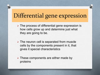 Cell determination and differentiation | PPTX