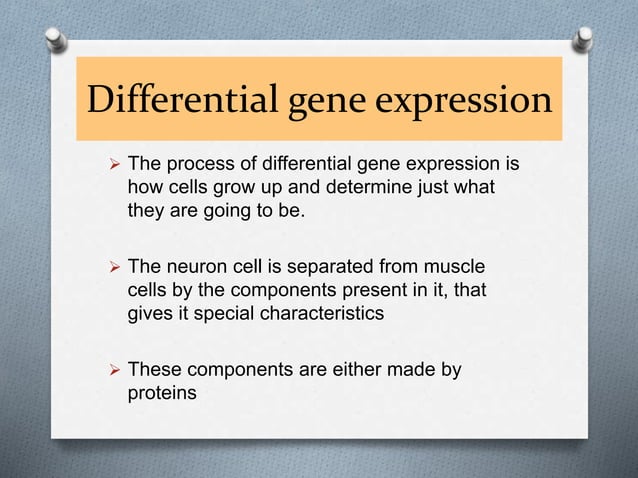 Cell determination and differentiation | PPTX | Genetics | Science