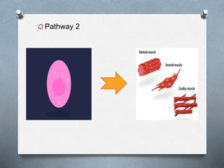 Cell determination and differentiation | PPTX
