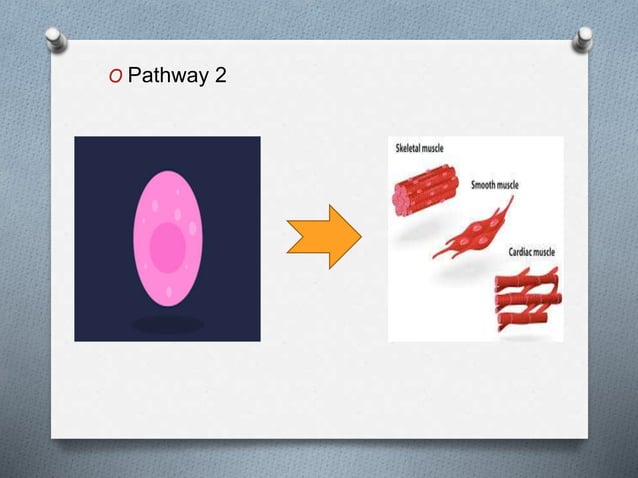 Cell determination and differentiation | PPTX | Genetics | Science