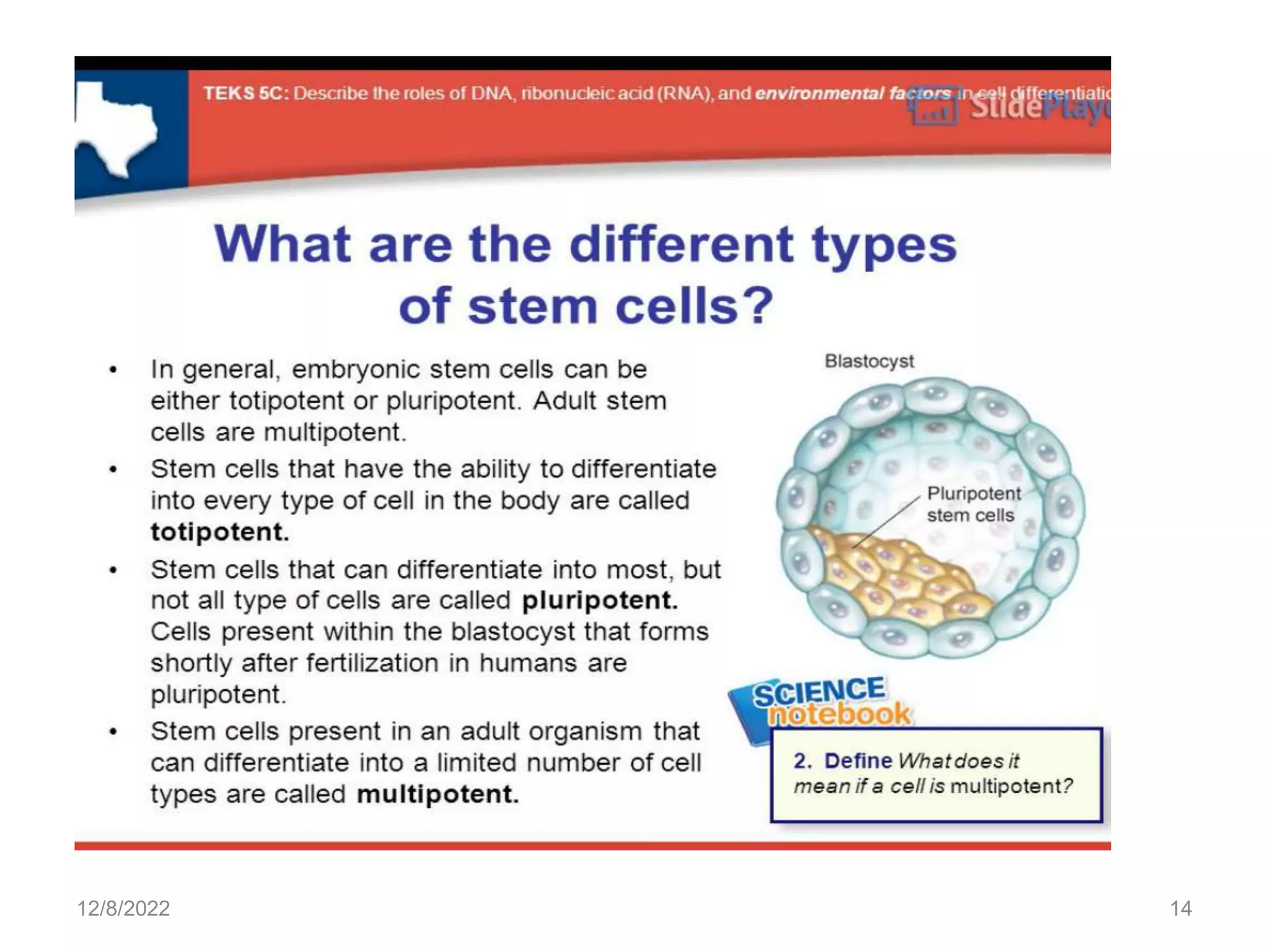 cell differentation.pptx