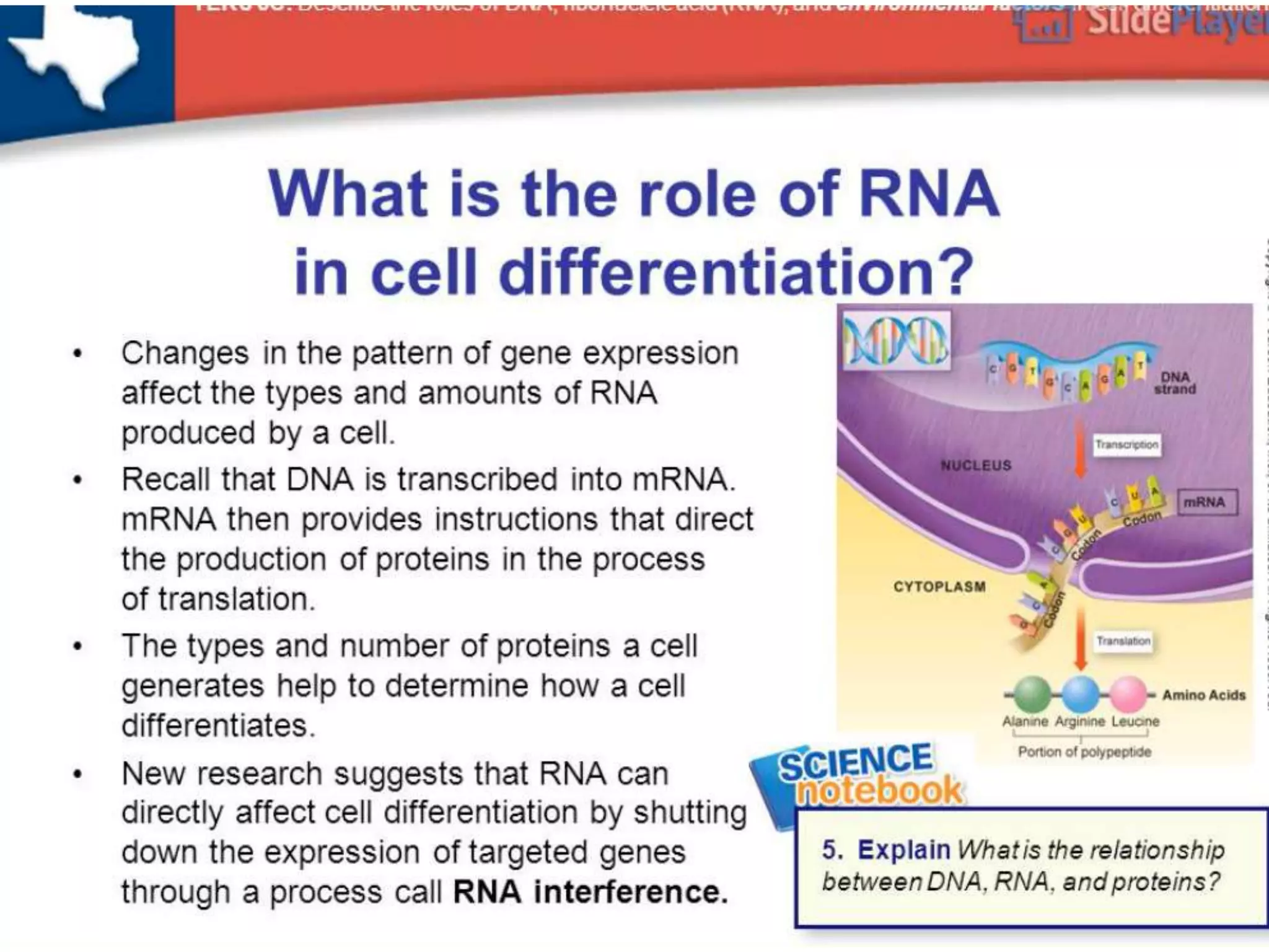 cell differentation.pptx