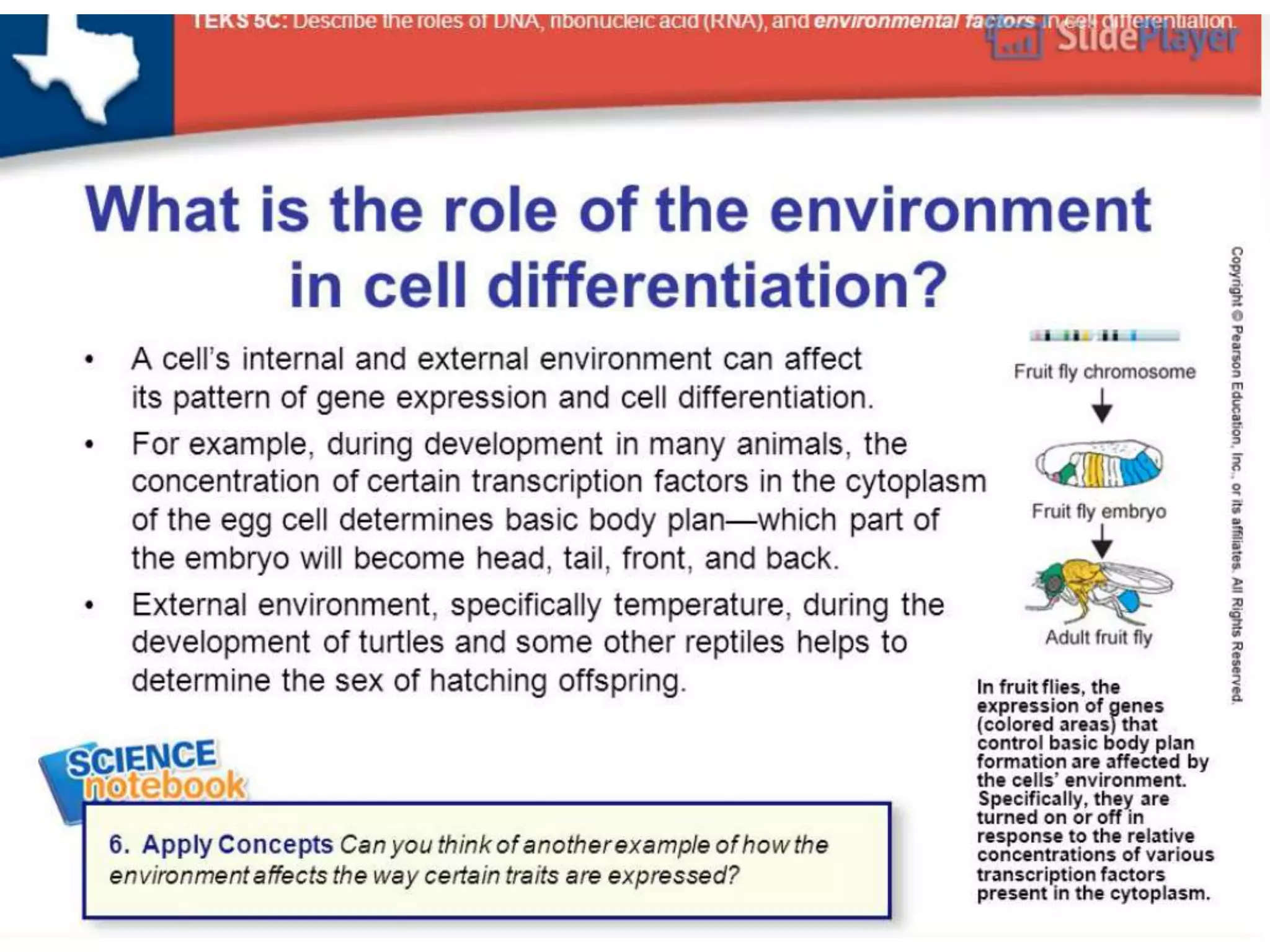 cell differentation.pptx