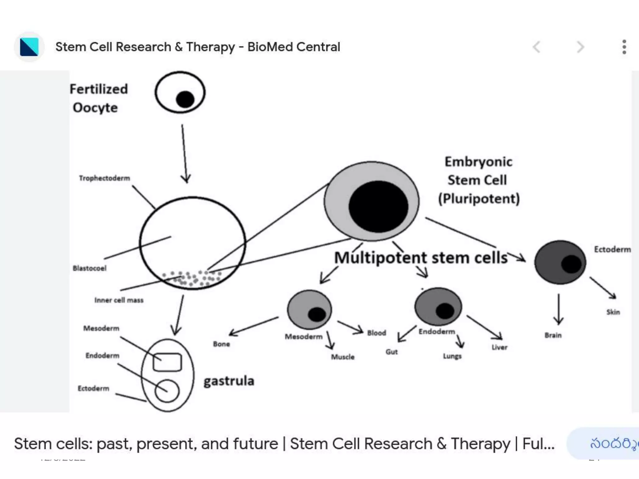 cell differentation.pptx