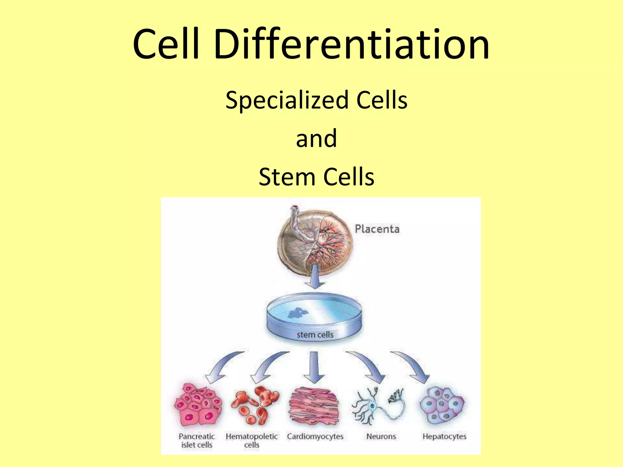 Cell differentiation | PPTX