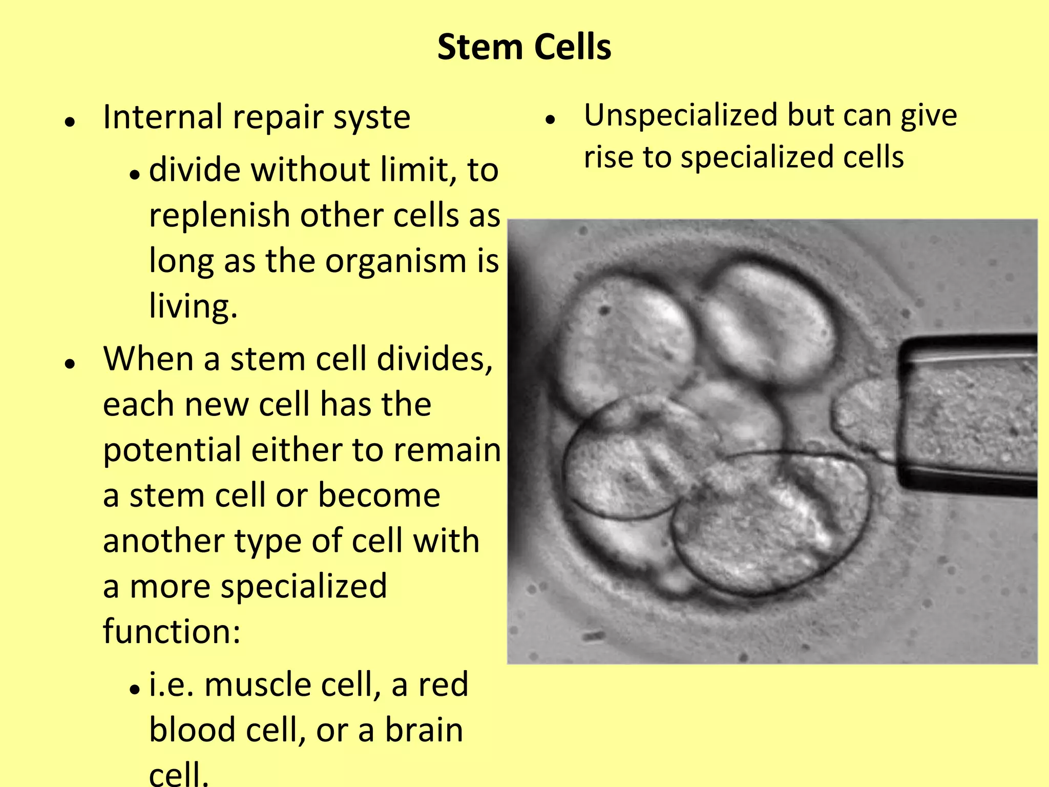 Cell differentiation | PPTX