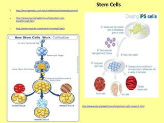 Cell differentiation | PPTX