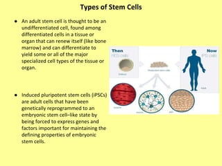 Cell differentiation | PPTX