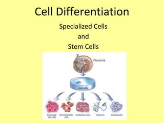 Cell Differentiation Examples