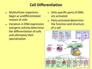 Plant Cell Differentiation