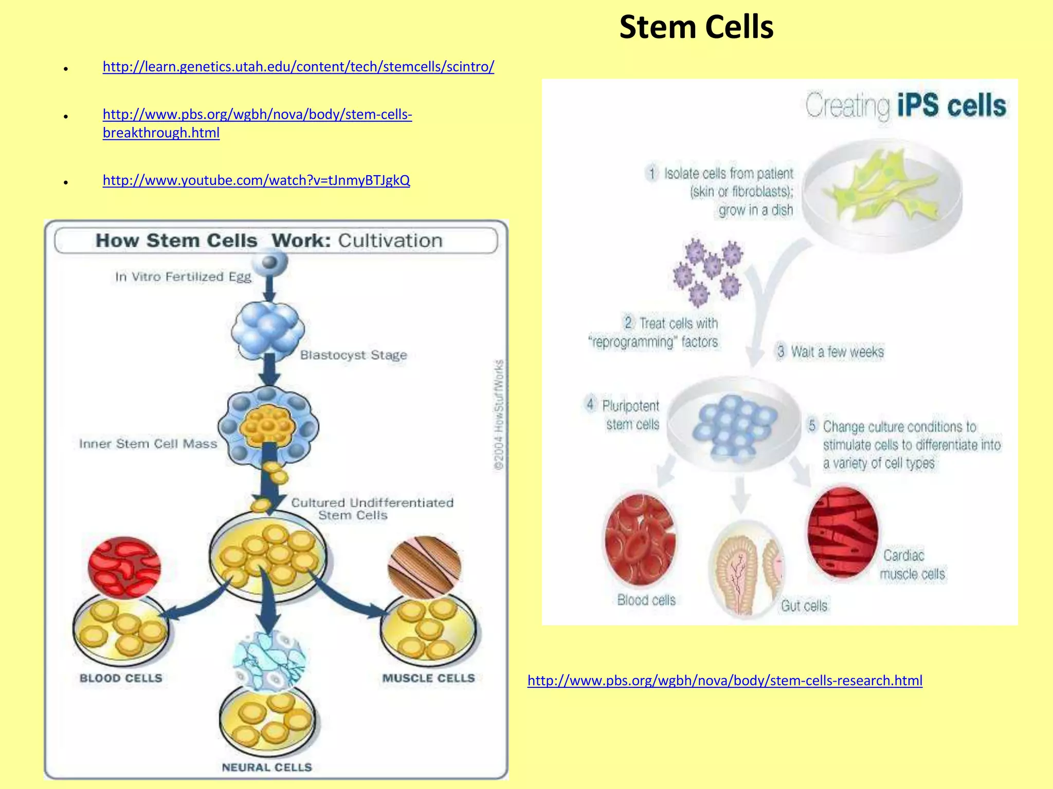 cell differentiation.pptx