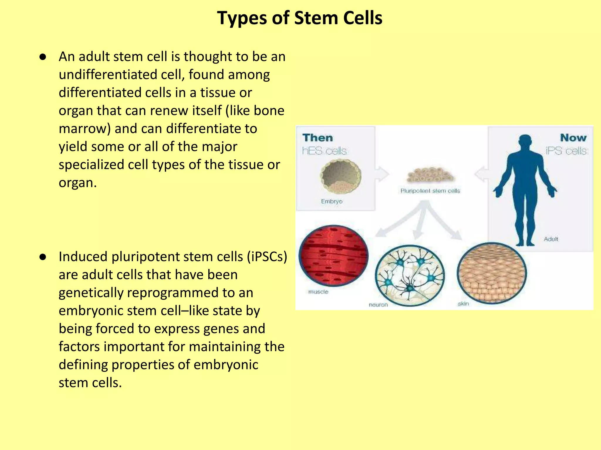 cell differentiation.pptx