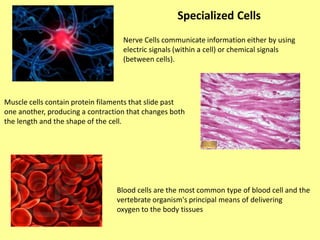 cell differentiation.pptx
