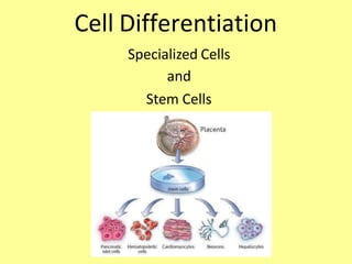 cell differentiation.pptx