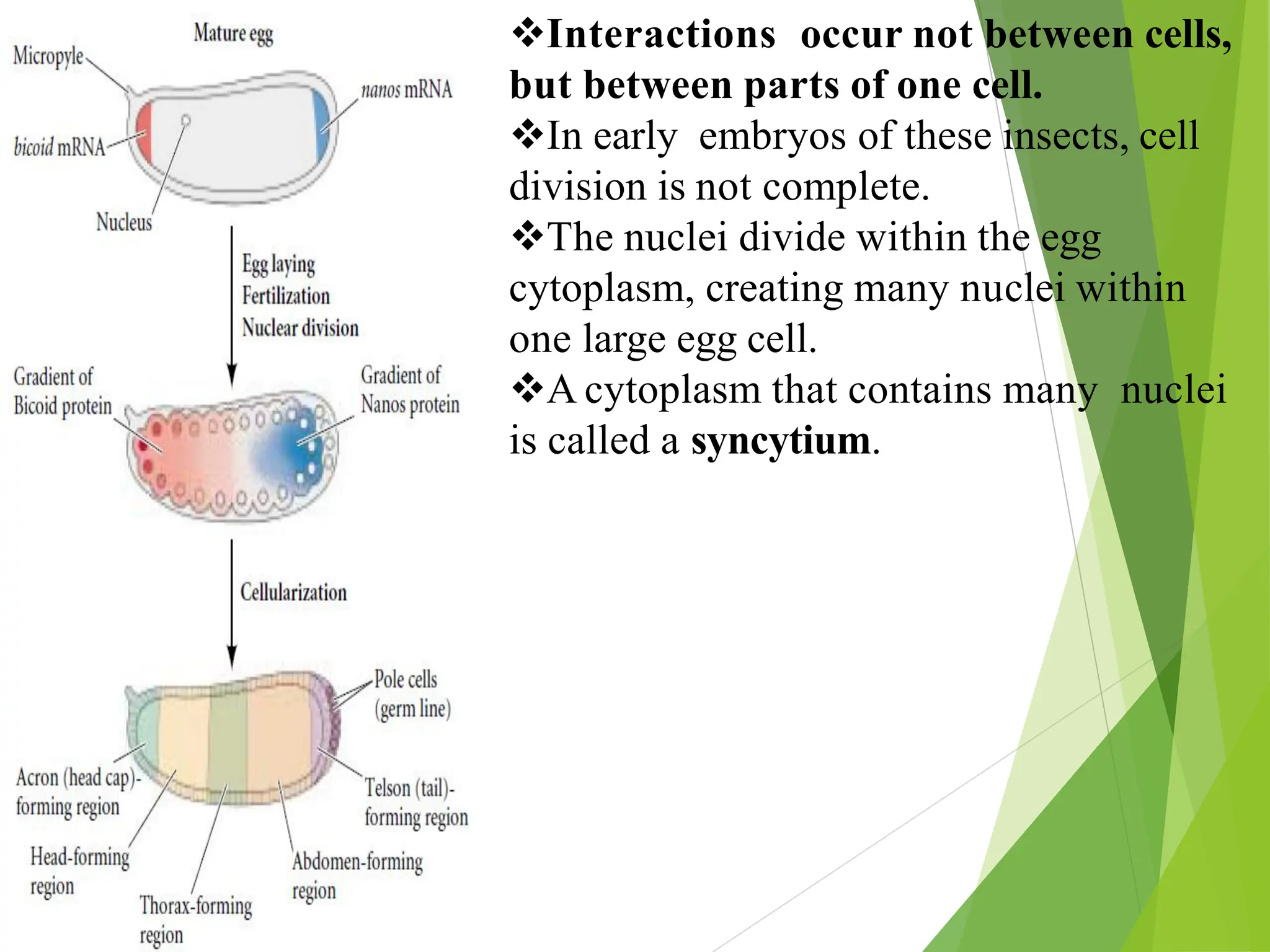 CELL DIFFERENTIATION.pdf a ppt on cell differentiation | PDF