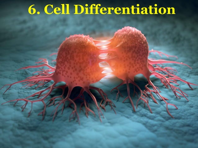 CELL DIFFERENTIATION.pdf a ppt on cell differentiation | PDF