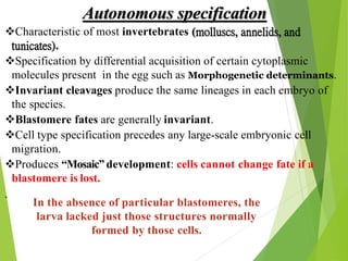 CELL DIFFERENTIATION.pdf a ppt on cell differentiation | PDF